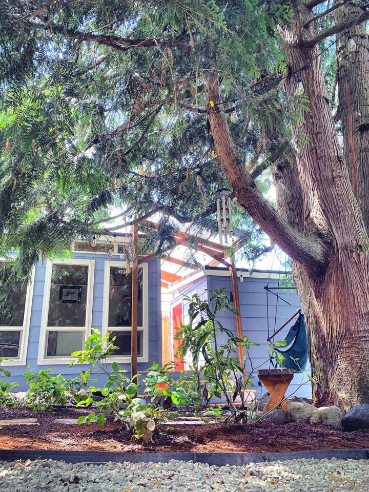 Under the Cedar Tree